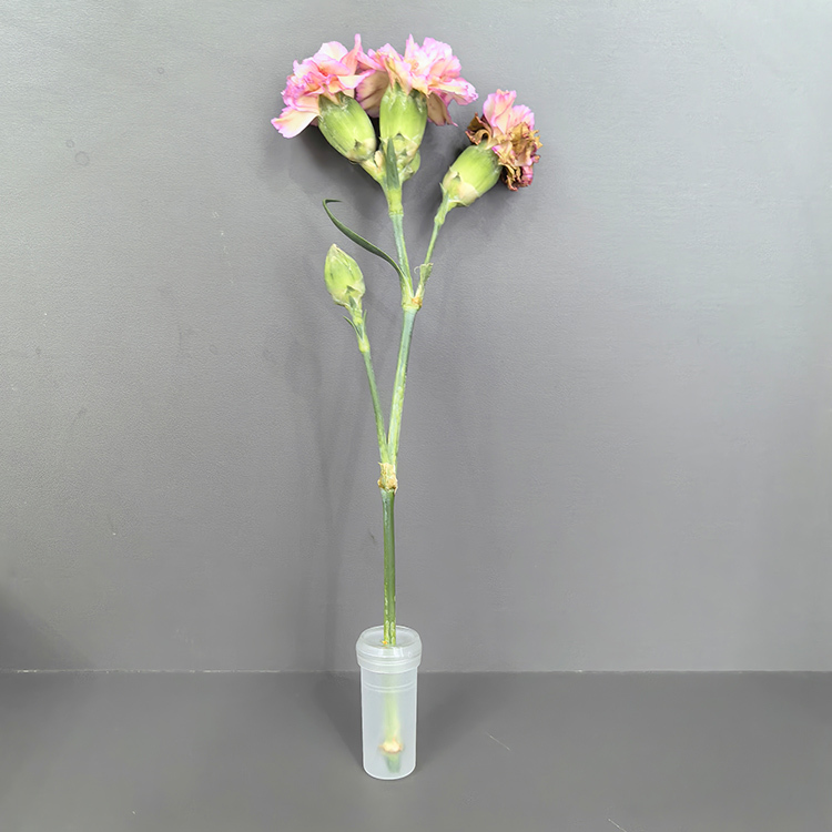 2026 New Design 50Pcs Floral Water Tubes with Picks 11.8 Inch Matt Clear Plastic Extendable Vials Fresh Flower Stem Water Tubes with Caps for Floral Arrangements Bouquet Stem Florist Supplies