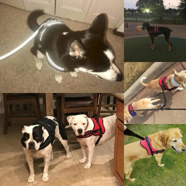 Quality Reflective Dog Harness Leash Breathable Adjustable With Handle No More Pulling for sale