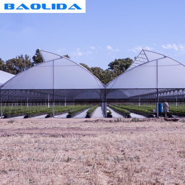 Quality High Multi Span Strong Plastic Greenhouse Saw Tooth Roof Ventilation for sale