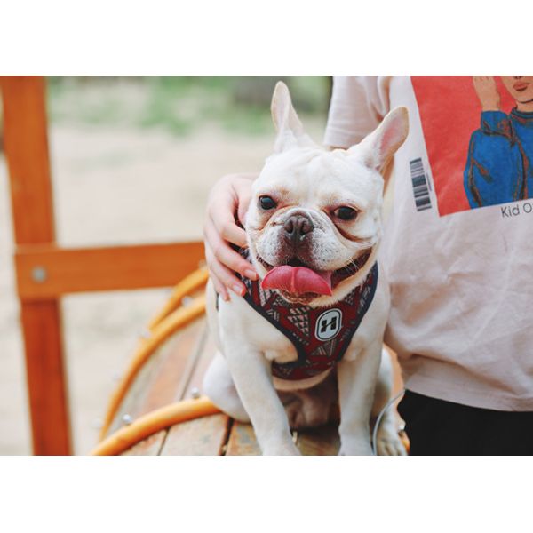 Quality Extra Small Dog Walking Harness Reflective Soft Padded Easy Walk Harness for sale