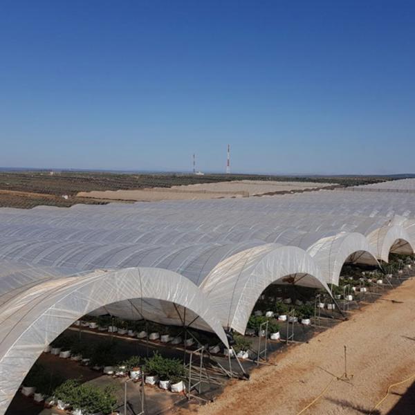 Quality Blueberry PE Film Poly Tunnel Greenhouse Anti Ultraviolet for sale