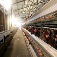 Quality 3 Tier 4 Tier Layer Chicken Cage Automated Battery In Poultry for sale