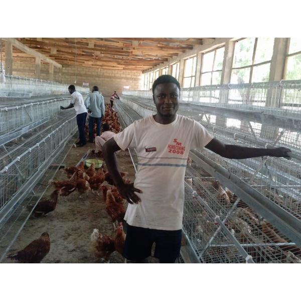 Quality Q235 Layer Chicken Battery Cages Chicken Feeder for Poultry Farms for sale
