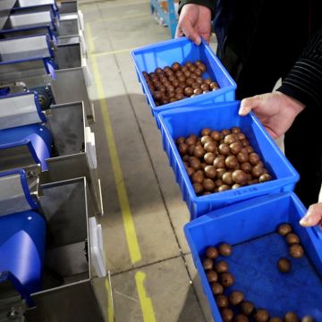 Quality In Shell Macadamia Nuts Sorting Machine Accurate Grading Sizing Simultaneously for sale