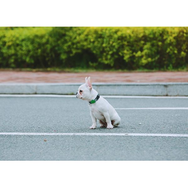 Quality No Pull Cactus Print Dog Collar Harness for sale
