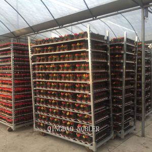 Quality CC Container for sale