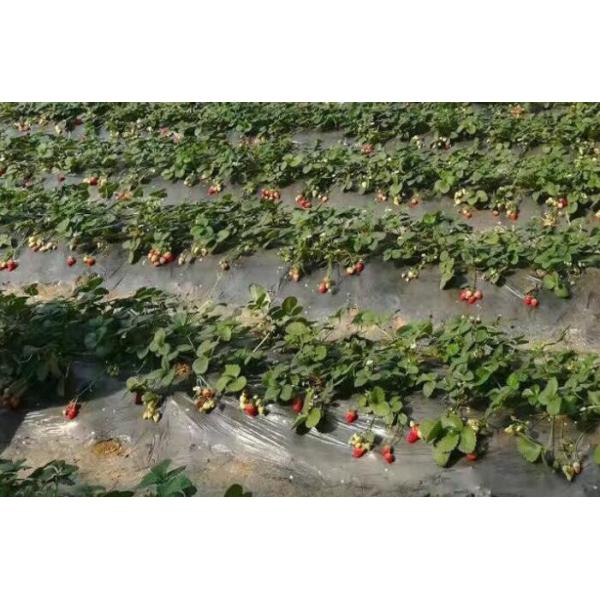 Quality Silver Black Agriculture Film Plastic Strawberry Blueberry PE Protective for sale