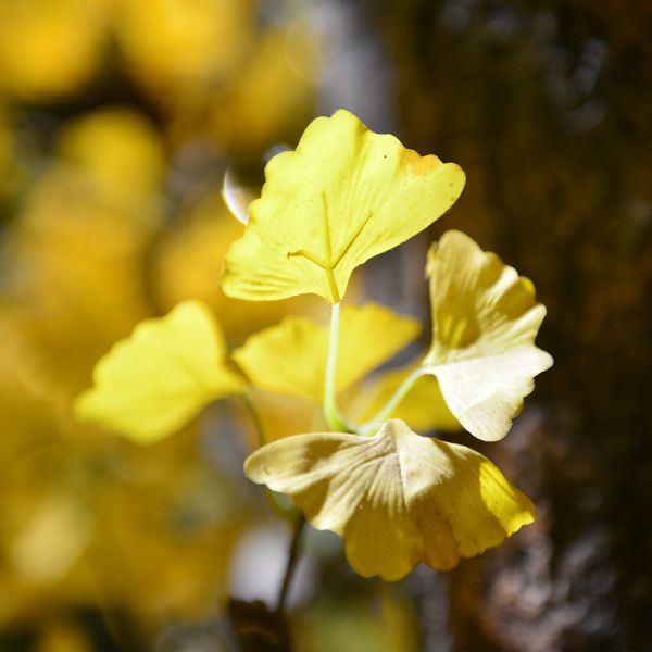 Quality Evergreen Artificial Ginkgo Tree Natural Color Outdoor Anti UV Plants for sale