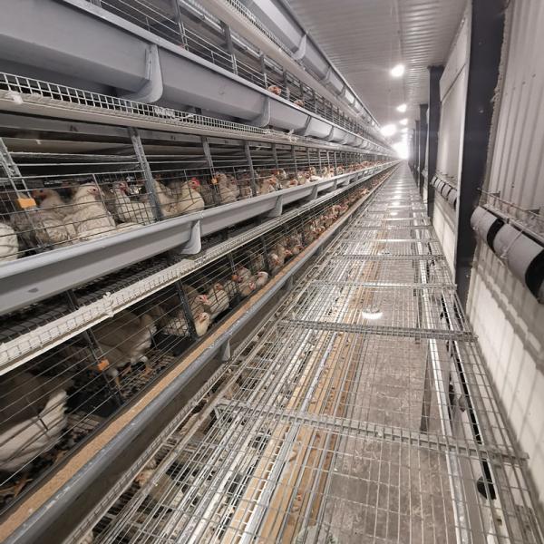 Quality 30000 Chicken Egg Layer Cages for sale