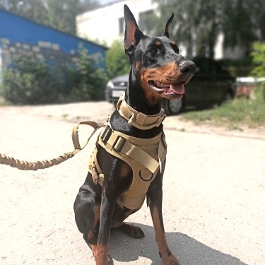 Quality 1000D Nylon 17in Adjustable Dog Harness Scratch Resistant for sale