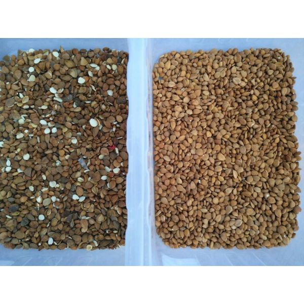 Quality Optical Cardamom Colour Sorting Machine Multifunction Tea Coffee Bean Dried Nuts for sale