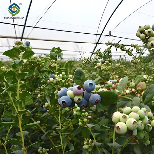 Quality Multi Span  Blueberry Planting Fruit Growing Greenhouse With Irrigation System for sale