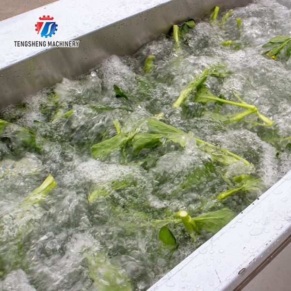 Quality 240KG 380V Automatic stainless steel fruit washing machine fruit cleaning for sale