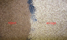 Quality 1 Chute 64 Channels Wenyao Color Sorter for Rye seeds for sale