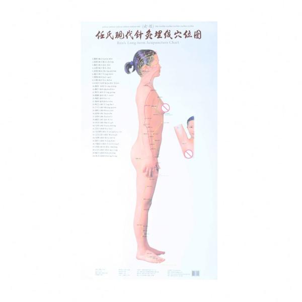 Quality Human Body Meridian Acupuncture Culture Acupoint Acupressure Points Chart for sale
