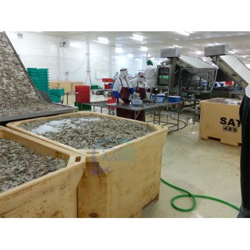 Quality Shrimp size sorting machine Fish scale cleaning and processing line production for sale