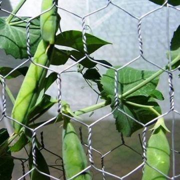 Quality Factory supply 1" chicken hot dipped galvanised hexagonal wire mesh for sale