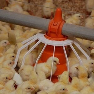 Quality Closed House Chicken 20T Poultry Farm Equipment for sale