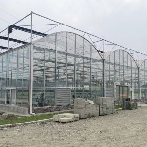 Quality Hydroponics Tomato Cucumber Flower Film Arch Automatic Multispan Glass for sale