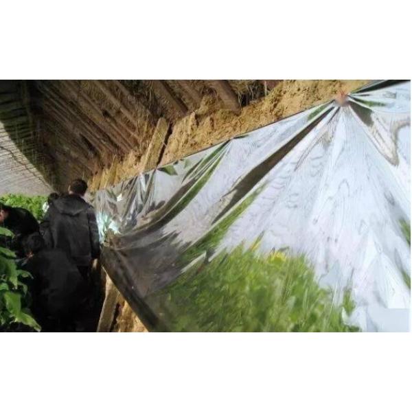 Quality Fruit Tree Silver Polyester Film , Agricultural Aluminized VMCPP Mulch Film for sale