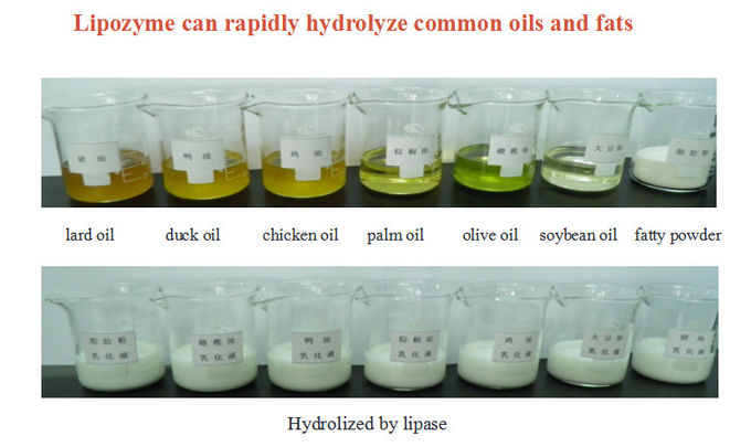 Habio Lipozyme Enzyme Feed Additive For Animal Skin Condition 0