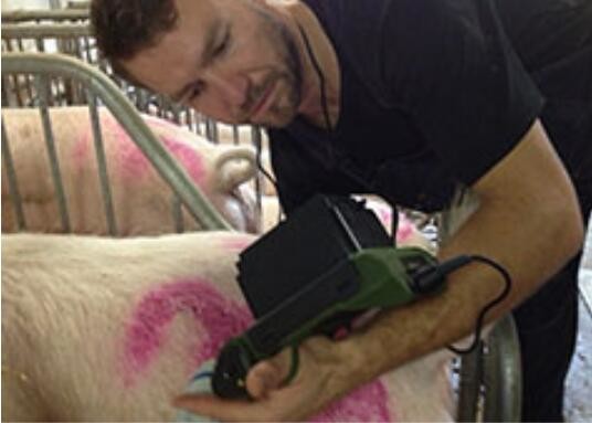 Quality Mini Veterinary Ultrasound Scanner for sale