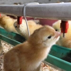 Quality Farming Equipment Automatic Chicken Watering Application Drinker, Plastic+Stainless Steel Material Nipple Drinker For Br for sale