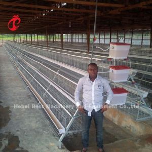 Quality Angle Bar Frame Poultry Battery Cage System H Type Layer Chicken Cage Africa for sale