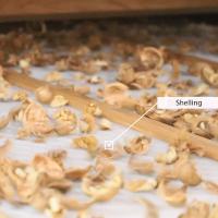 Quality CE Certified 8 Channels Walnut Shelling Machine 380V 2 Tons Capacity for sale
