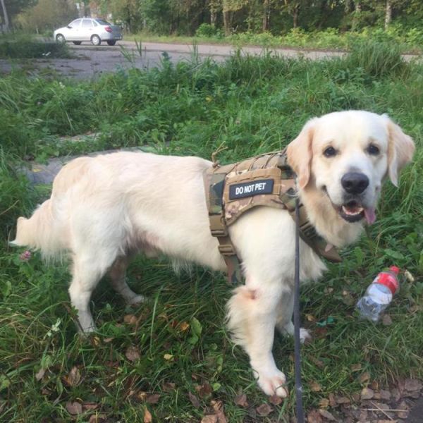 Quality 1000D Nylon 17in Adjustable Dog Harness Scratch Resistant for sale