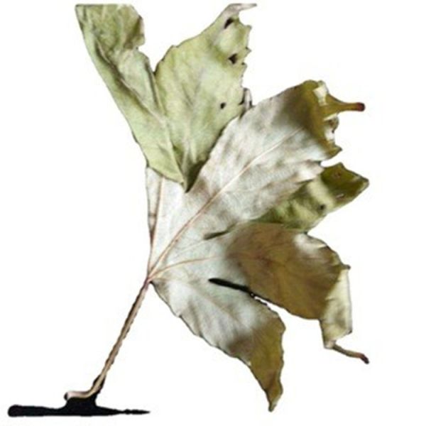 Quality China herbs Organic Raspberry Leaves Pregnancy Tea Fruit Flavored Loose Herb Pregnant Raspberry Tea for sale