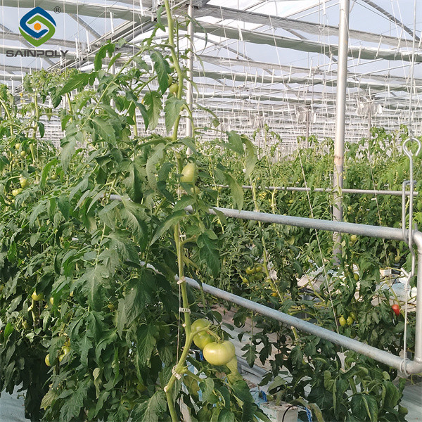 Quality Vegetable Growing Multispan Tomato Greenhouse Custom Large Size for sale