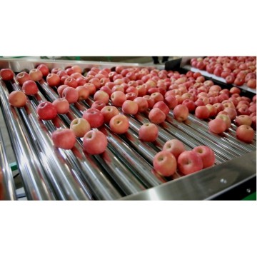 Quality CE Approved Fruit And Vegetable Washer Machine Cleaning Sorting Machine Line for sale