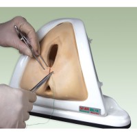 Quality Magnify Size Child Birth hospital simulation episiotomy training with CE for sale