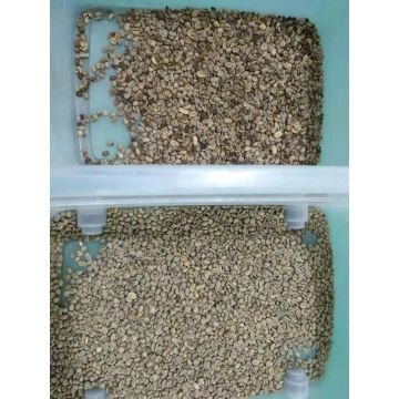 Quality 2 T/H Coffee Bean Color Sorter With Intelligent Image Processing System for sale