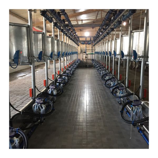 Quality Electric 180v Herringbone Milking Parlor Automatic Cow Milking Machine for sale