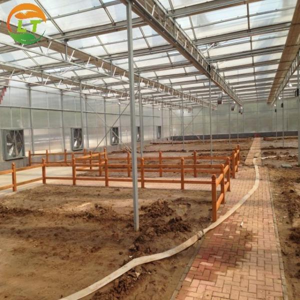 Quality American Tomato Agriculture Polycarbonate Greenhouse Equipped with Hydroponic for sale