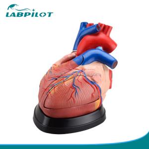 Quality Human Heart Anatomy 3D Model for Anatomical Demonstration 3 Times Enlarged 5 for sale