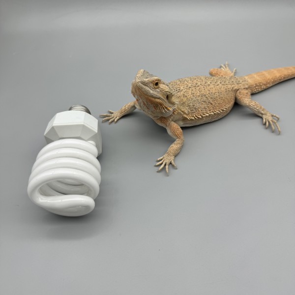 Quality Leopard Geckos Turtles 10.0 CFL UVB Light For Reptiles 26W for sale