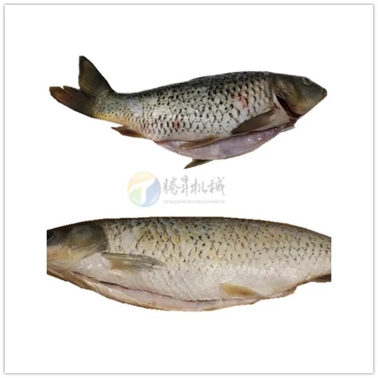 Quality Tengsheng Rotated Shaving Fish Skin Cleaning Machine , Trout Fish Skin Peeling for sale
