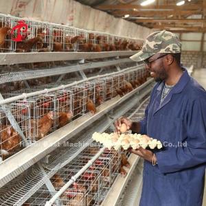 Quality Best A Type Chicken Cage 500 Birds For Layers Poultry Farming Chicken Cage Sandy for sale