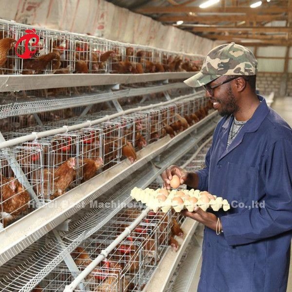 Quality Best A Type Chicken Cage 500 Birds For Layers Poultry Farming Chicken Cage Sandy for sale