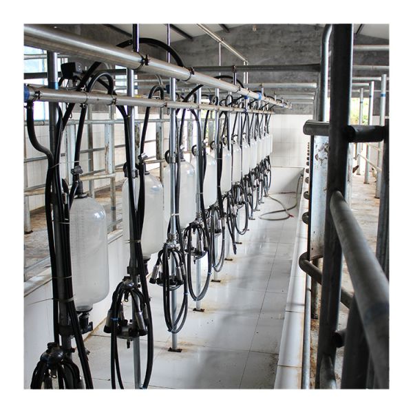 Quality Cow 60 points Herringbone Milking Parlor Automatic Clean for sale