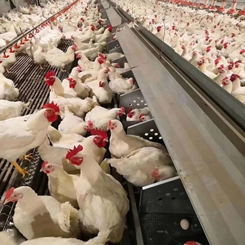 Quality Broiler Breeder Automated Poultry Feeding System for sale
