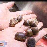 Quality 6 - 20 Lanes Silver Chestnuts Sorting Machine 360 Degree Rotational Scanning for sale