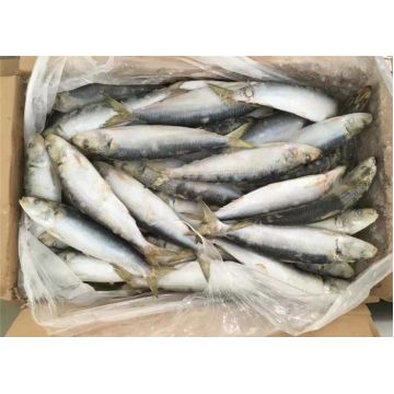 Quality Raw Material Sardinops Under 18 Degree Fresh Frozen Sardines for sale