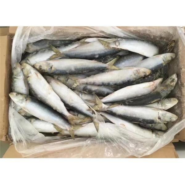 Quality Raw Material Sardinops Under 18 Degree Fresh Frozen Sardines for sale